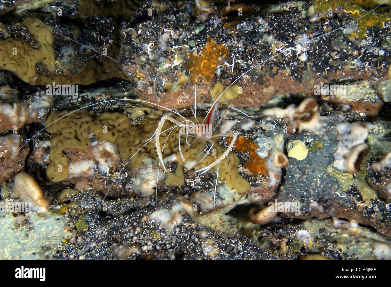 GHOST SHRIMP, Stenopus pyrsonotus, HAWAII Stock Photo - Alamy