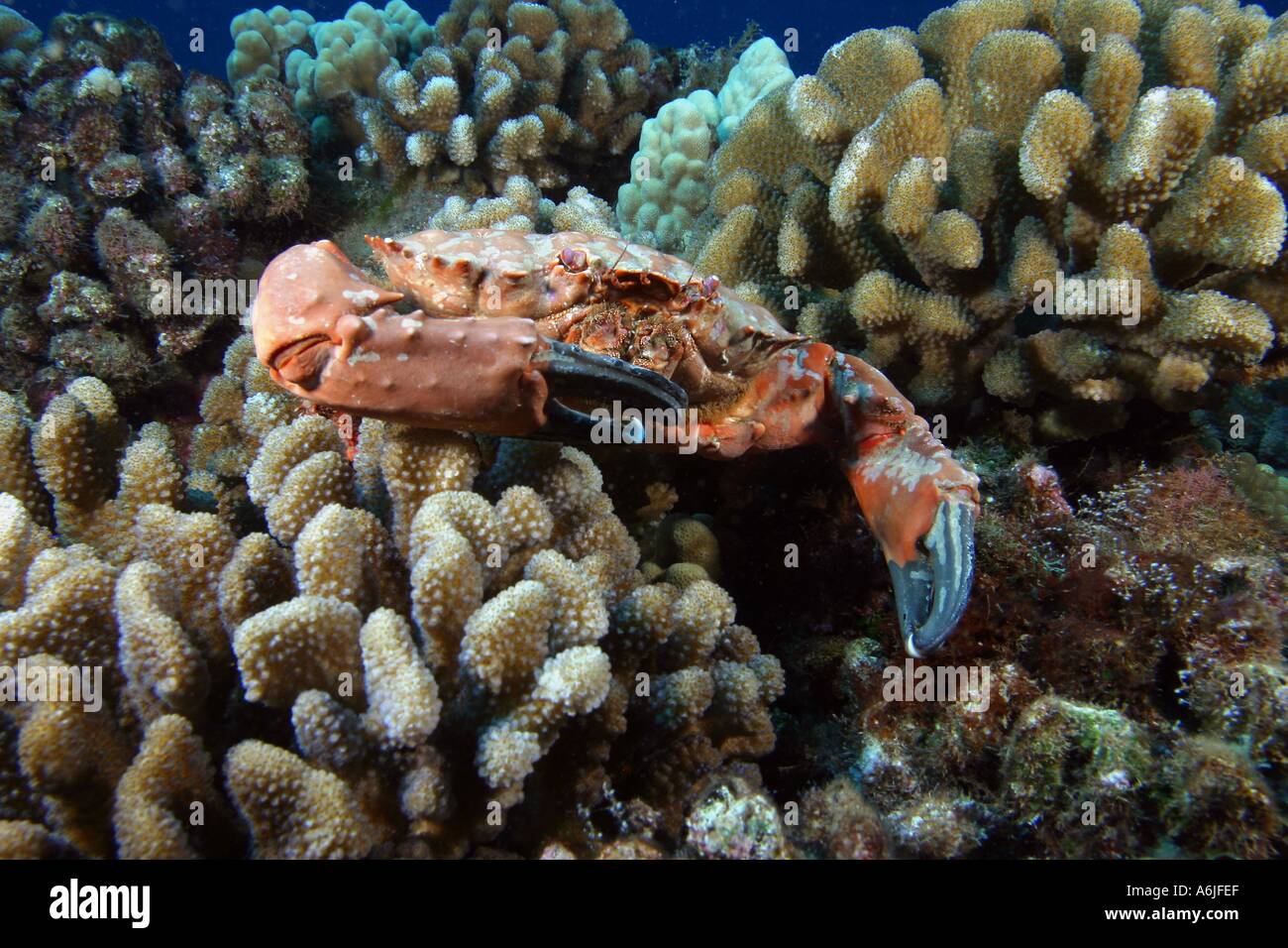 Etisus hi-res stock photography and images - Alamy