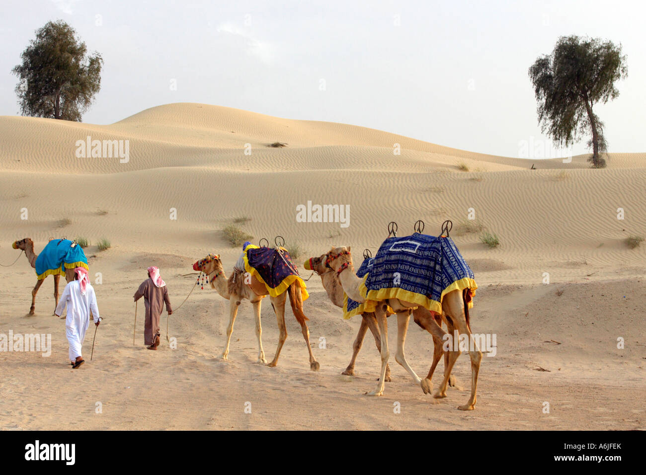 A caravan in the desert, Dubai, United Arab Emirates Stock Photo - Alamy