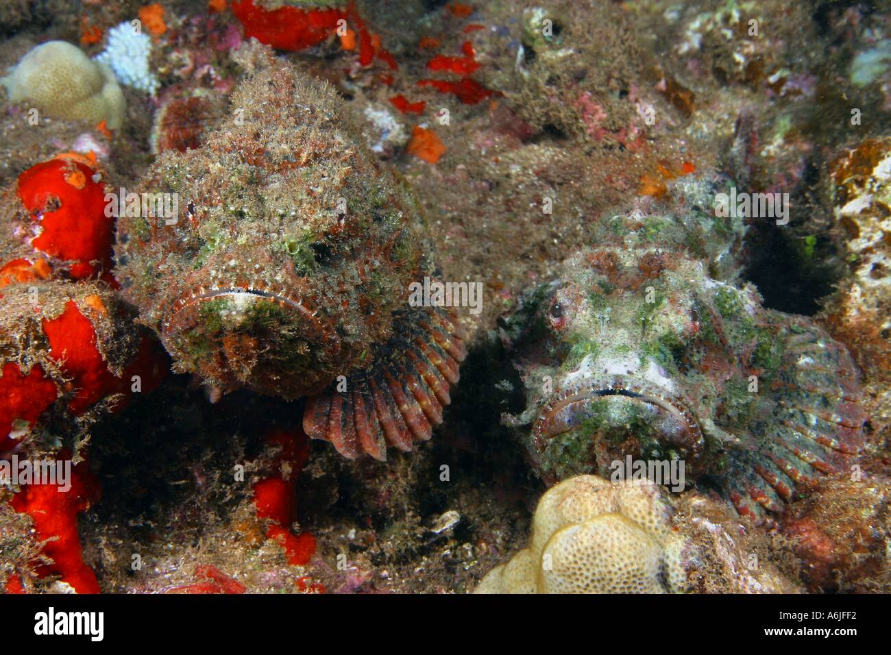 Scorpionfish hawaii hi-res stock photography and images - Alamy