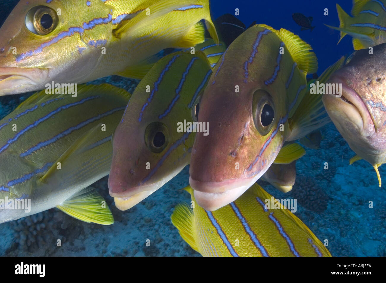 Bluestripe snapper, Lutjanus kasmira. Hawaii Stock Photo - Alamy