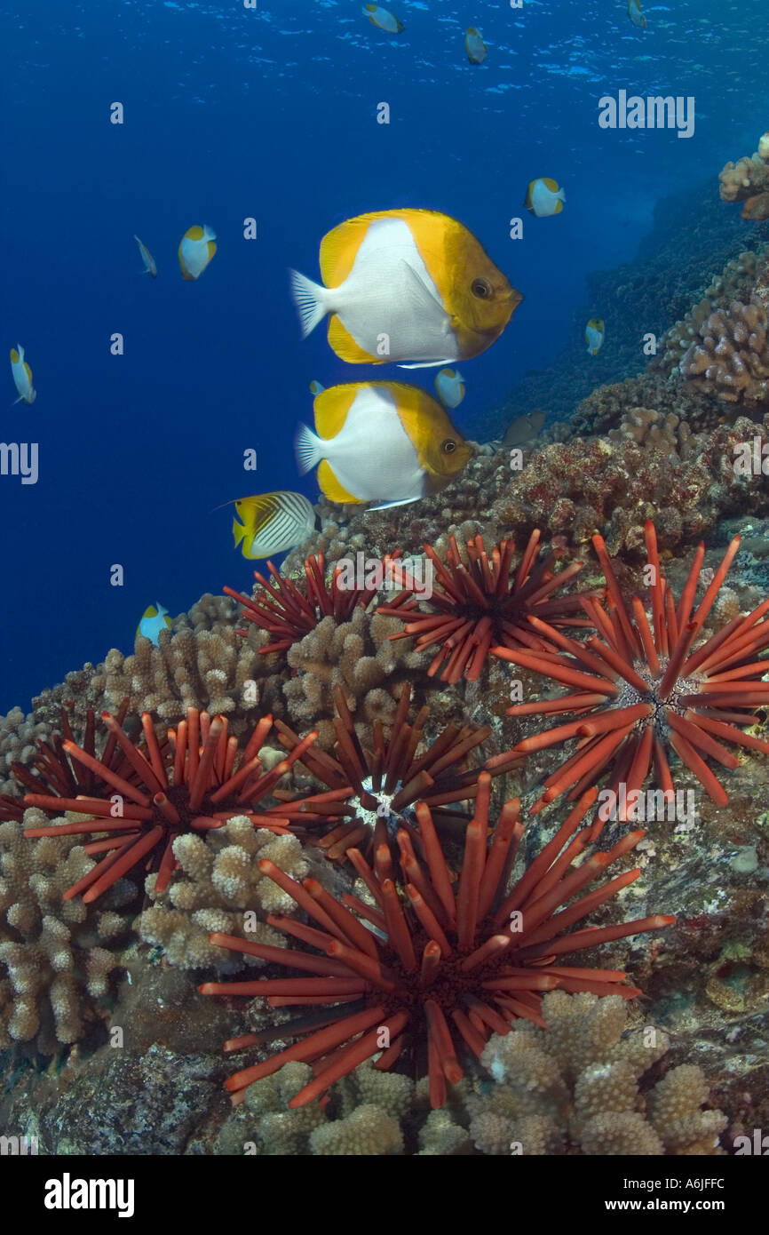 Hawaiian reef scene Stock Photo - Alamy