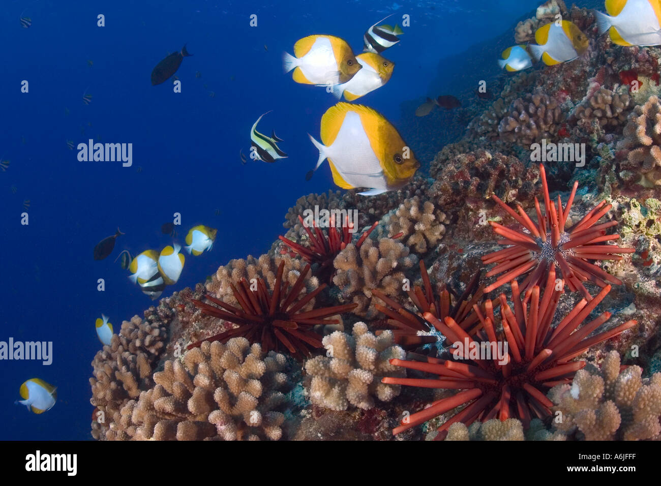 Hawaiian reef scene Stock Photo - Alamy
