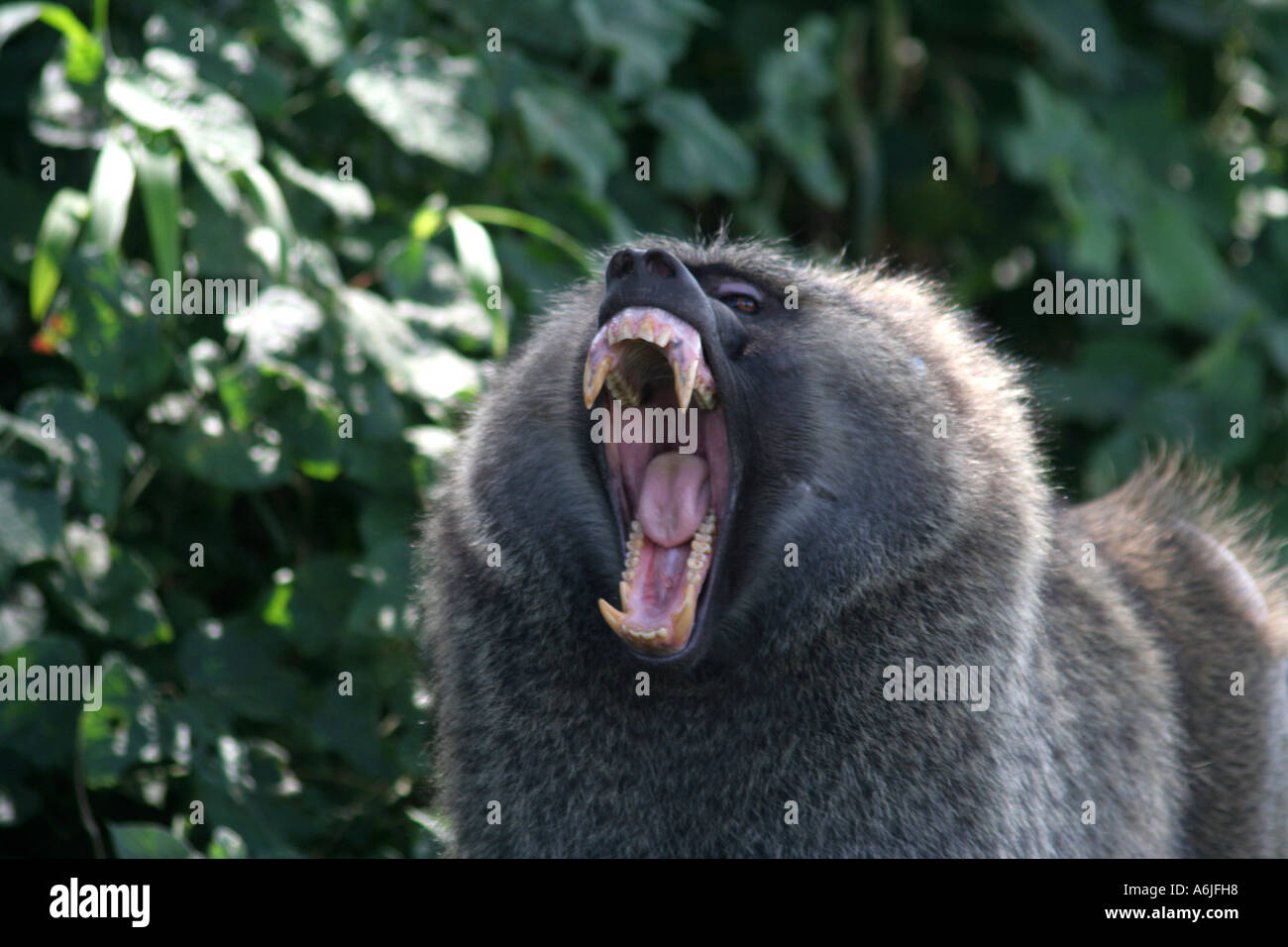 Scary baboon hi-res stock photography and images - Alamy