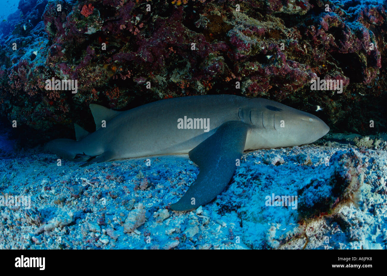 Tawny nurse shark, Nebrius ferrugineus Stock Photo - Alamy