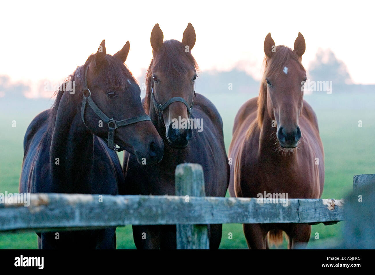 Horses in paddock Stock Photo - Alamy