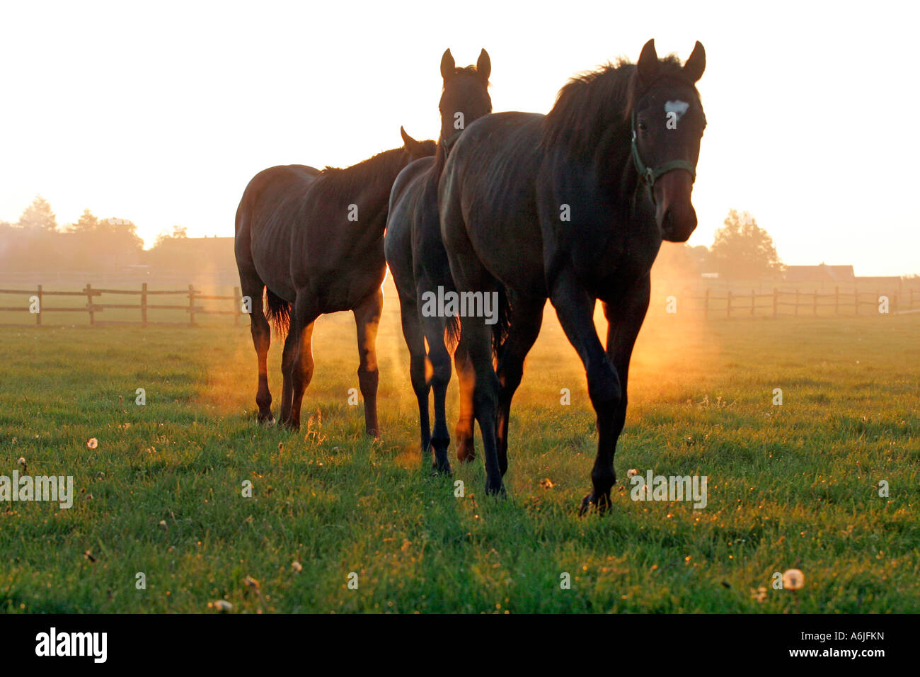Horses in paddock at sunrise Stock Photo - Alamy