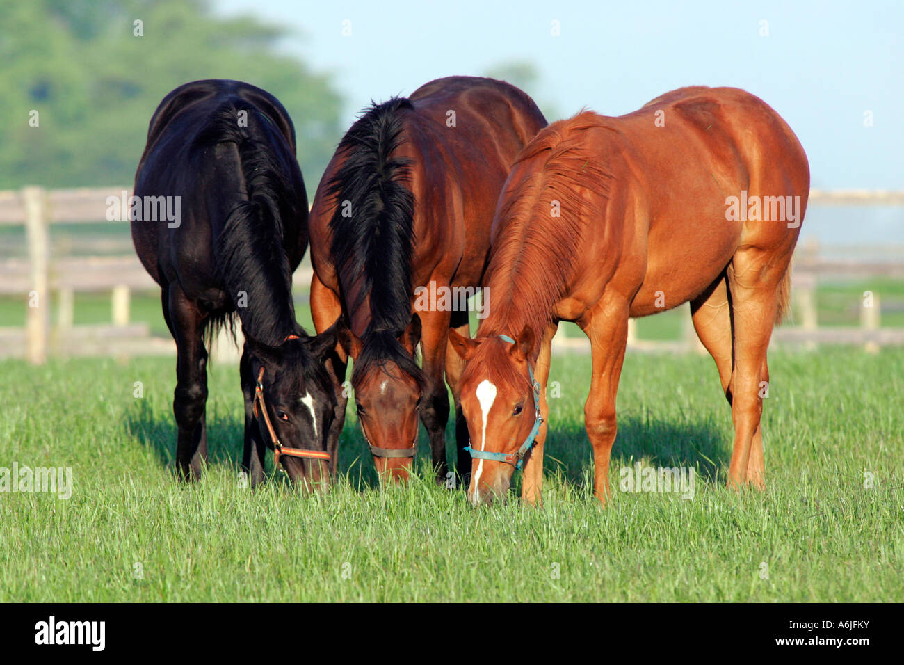 Horses grazing in paddock Stock Photo - Alamy