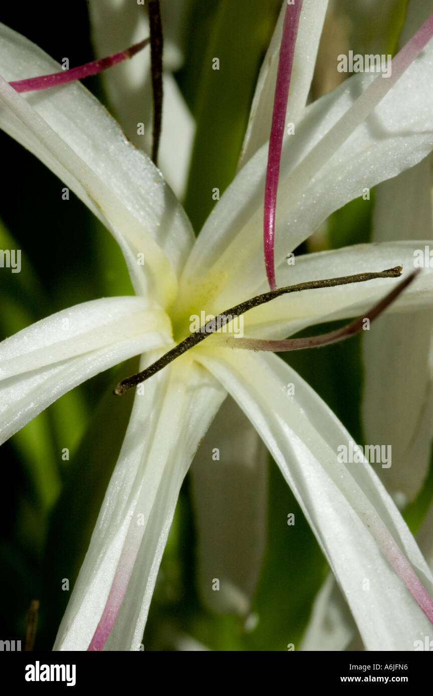 Crinum asiaticum flowers leaves hi-res stock photography and images - Alamy