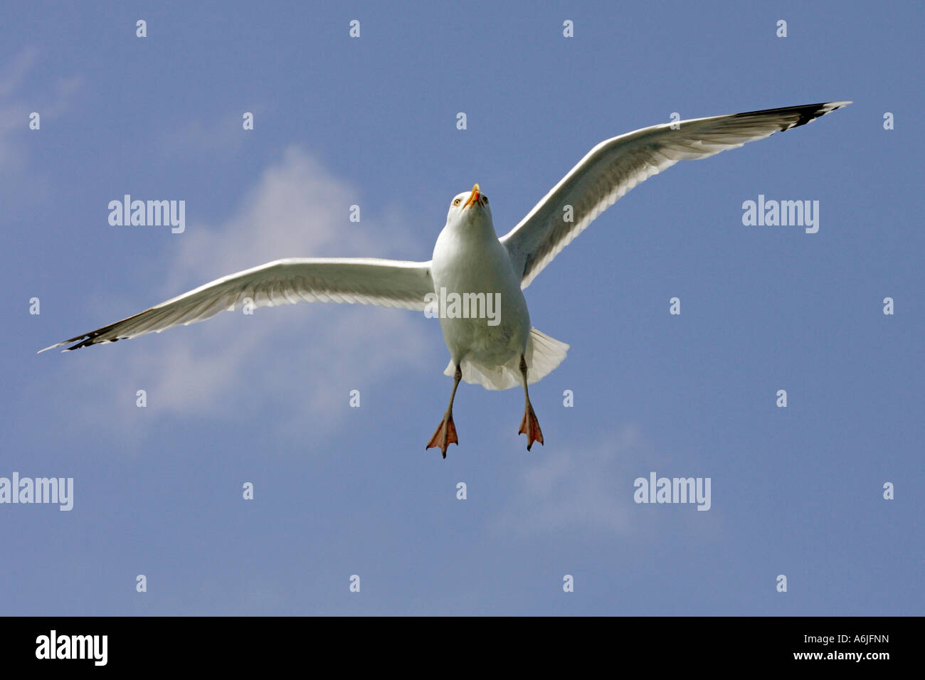 A flying seagull Stock Photo - Alamy