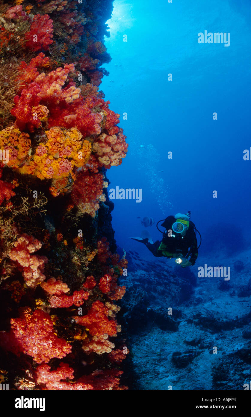 scuba diver on colorful coral reef Stock Photo - Alamy