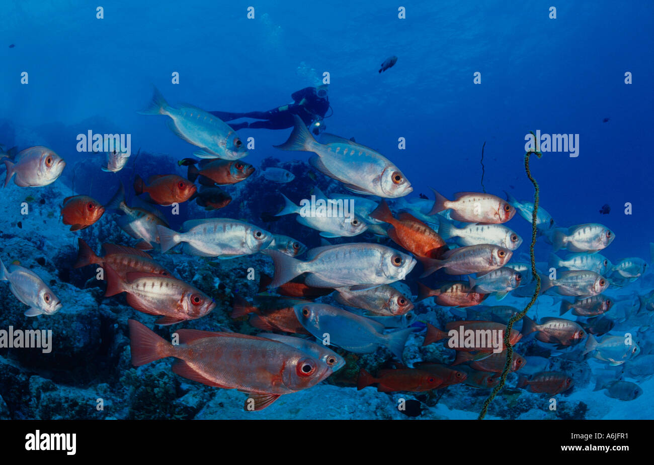 scuba diver with school of fish, Priacanthus hamrur, Common Bigeye ...