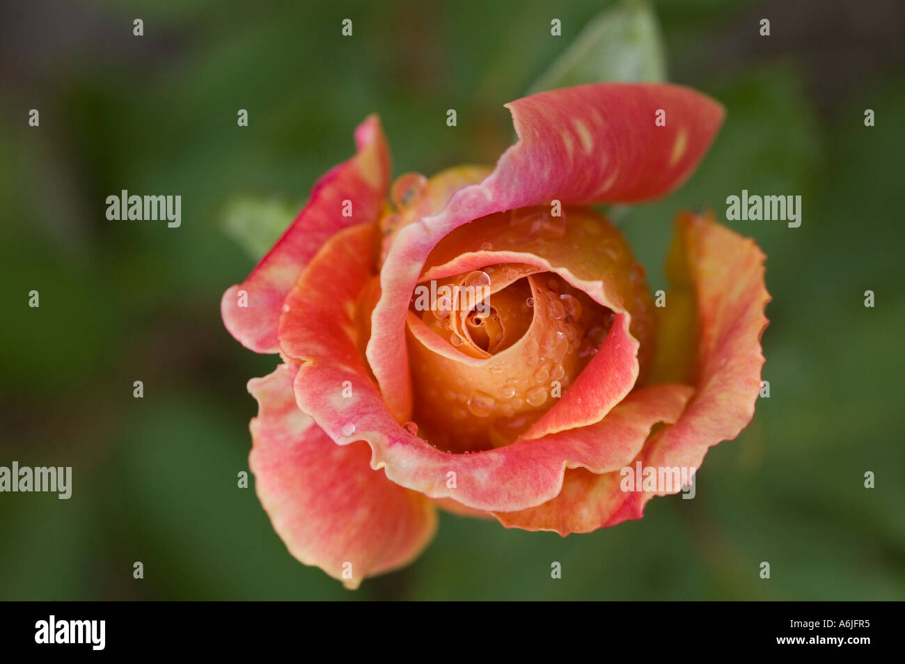 Pink and Orange Rose Stock Photo - Alamy