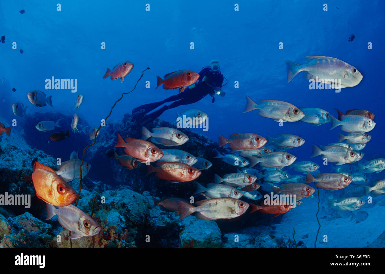 scuba diver with school of fish, Priacanthus hamrur Common Bigeye Stock ...