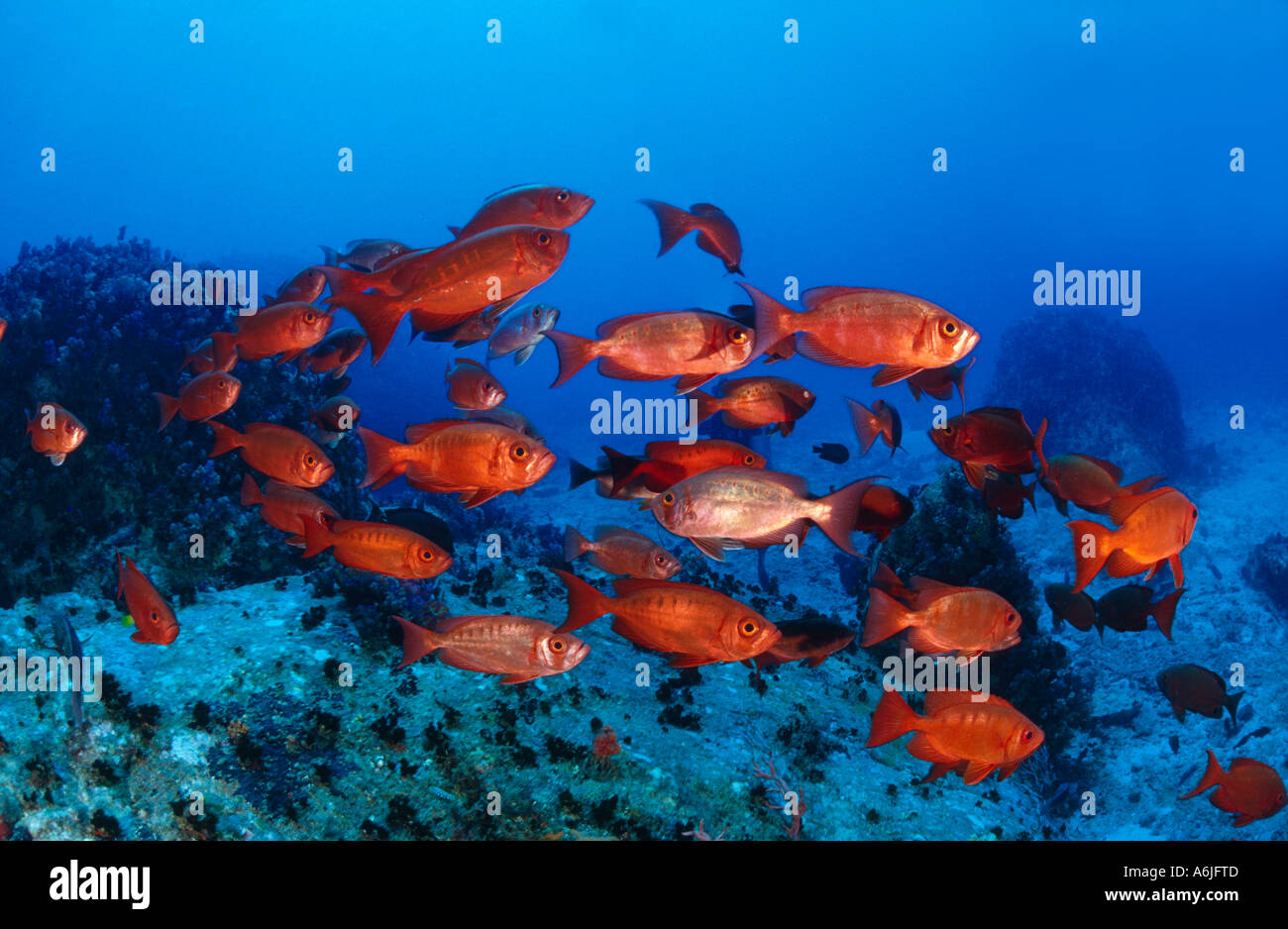 school of red Crescent-tail Bigeye, Priacanthus hamrur Stock Photo - Alamy