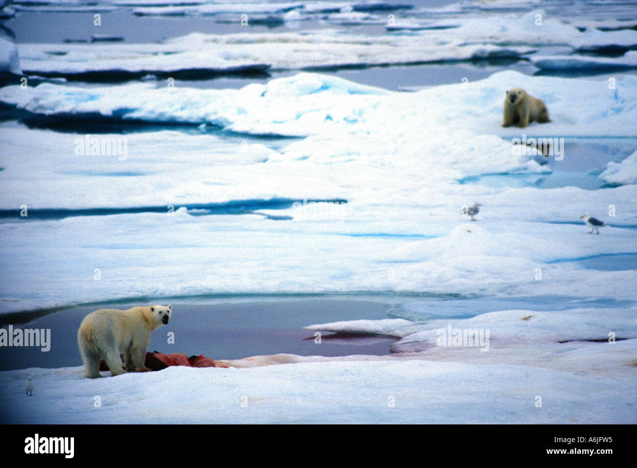 Polar bear hunt seal hi-res stock photography and images - Alamy