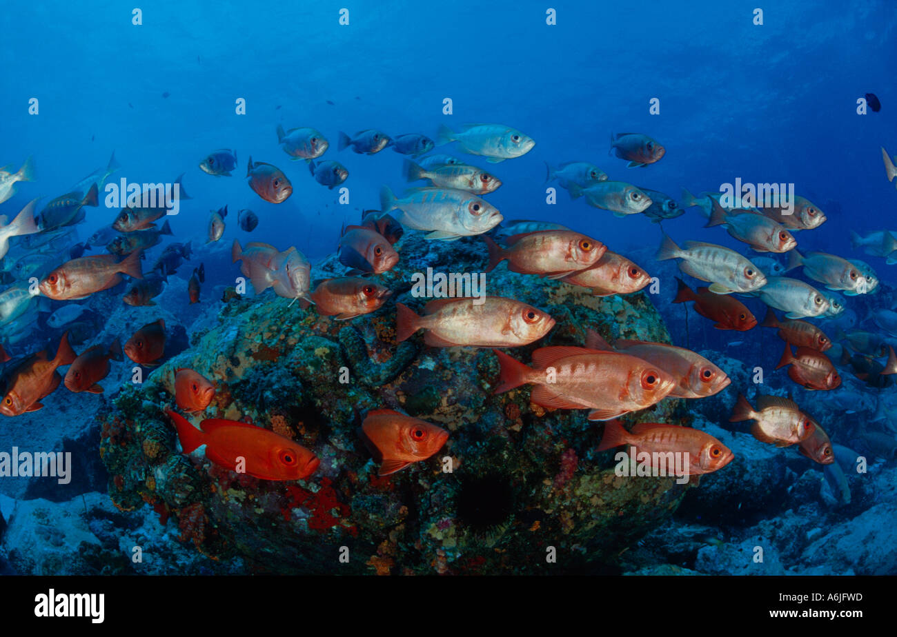 Common bigeye priacanthus hamrur hi-res stock photography and images ...