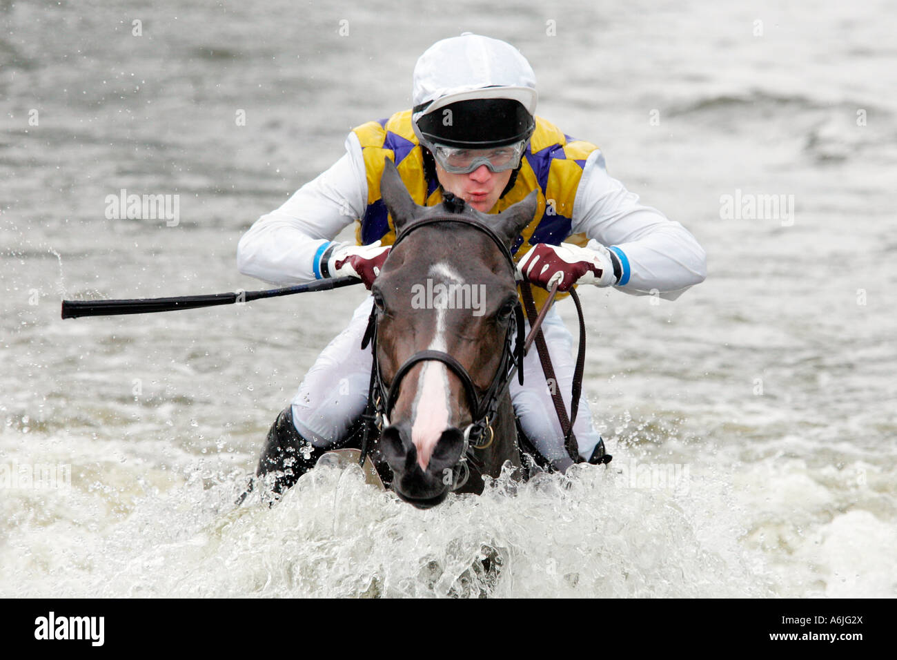 Horse galoping through water at the horse race Seejagdrennen, Hamburg ...