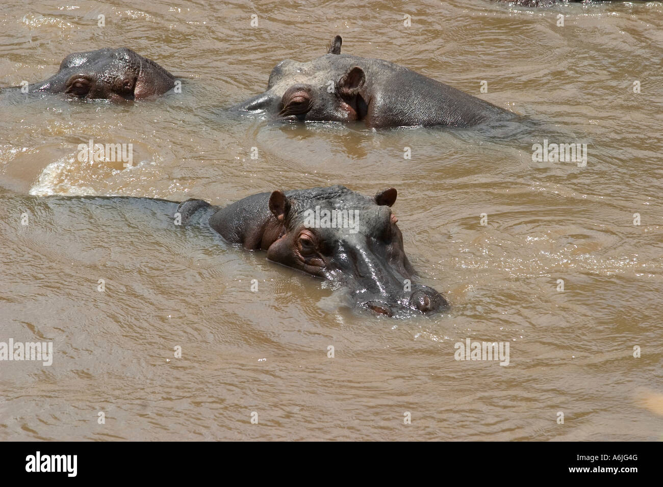 Three hippos keeping cool in mara river Stock Photo - Alamy