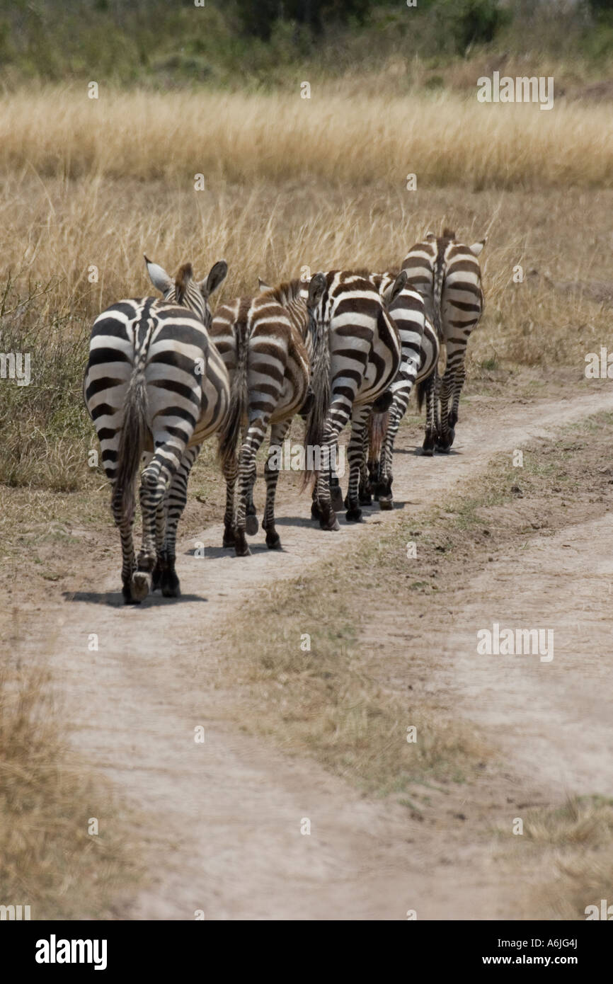 rear view zebras walking Masai mara Stock Photo - Alamy