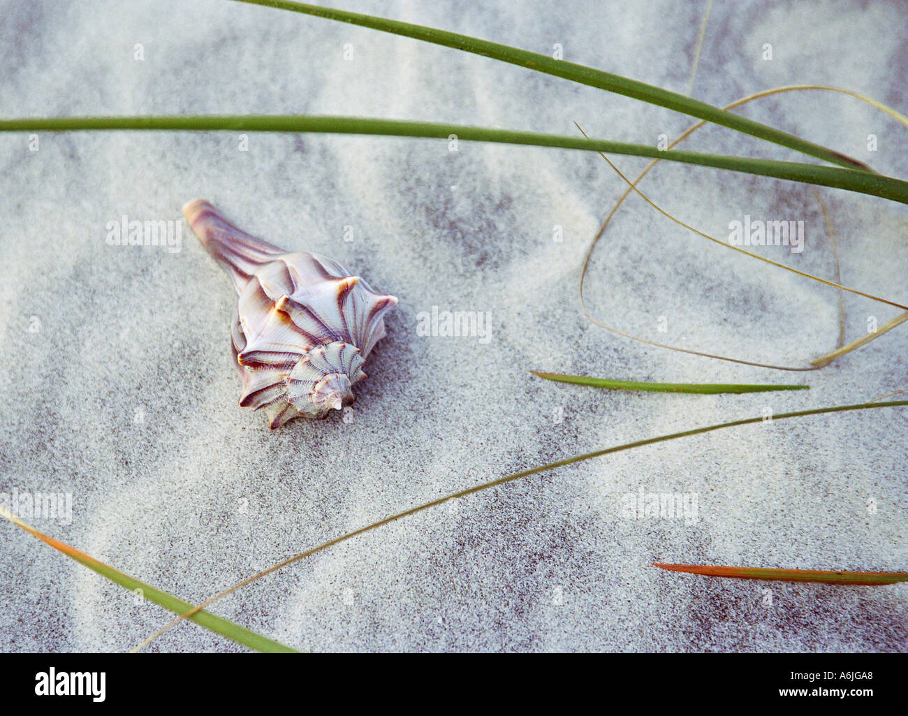 shell on a beach on cumberland island georgia Stock Photo - Alamy