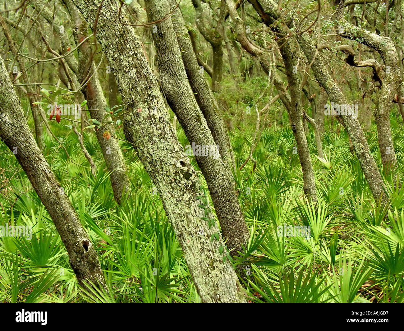 palmetto and flive oak orest on cumberland island georgia usa Stock ...