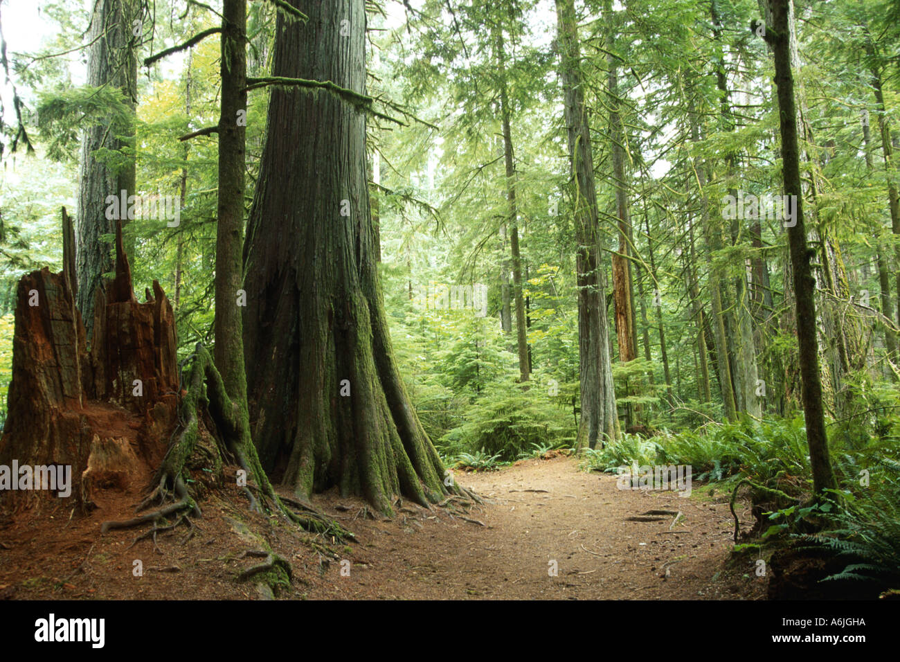 walking path through virgin forest at Pacific Rim NP, Canada, British ...