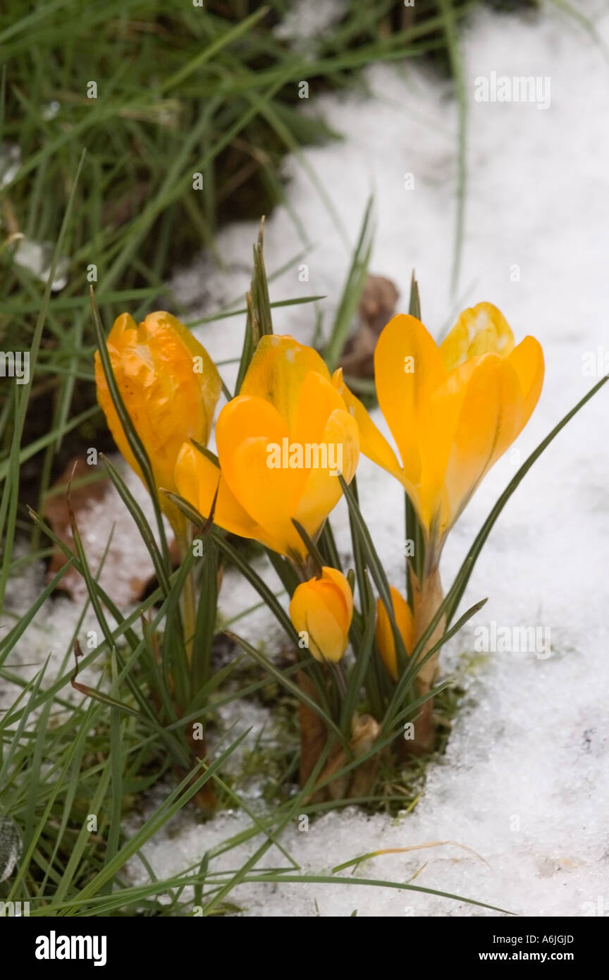 Yellow Crocus in the snow Stock Photo - Alamy
