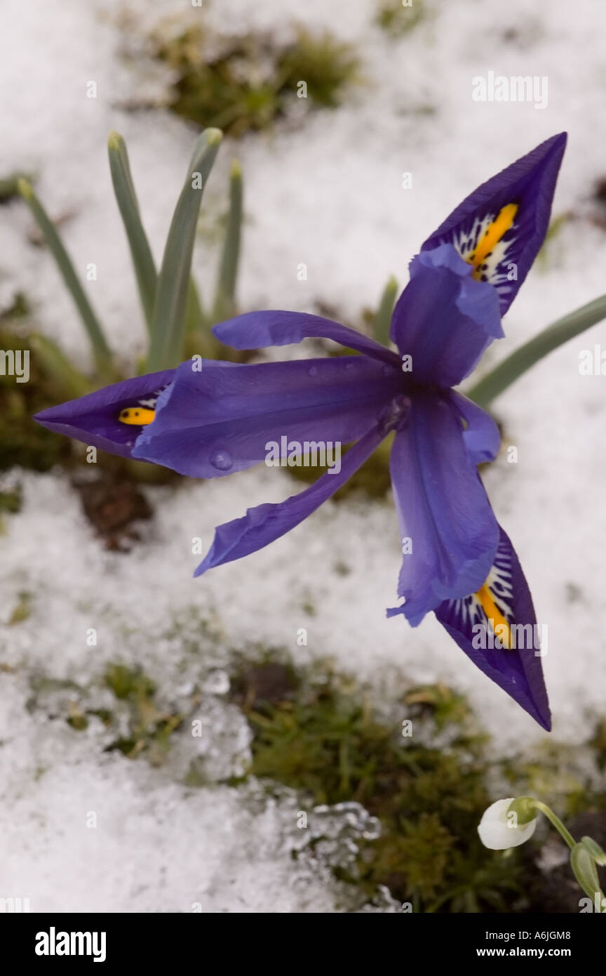Dwarf iris border hi-res stock photography and images - Alamy
