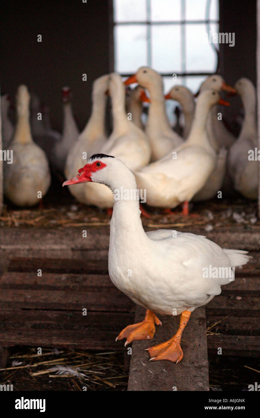 Duck coop white duck hi-res stock photography and images - Alamy