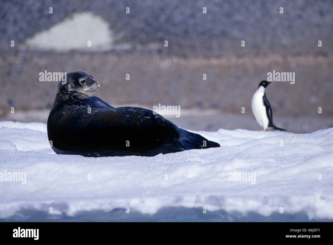 leopard seal (Hydrurga leptonyx), single seal and penguin both turning ...