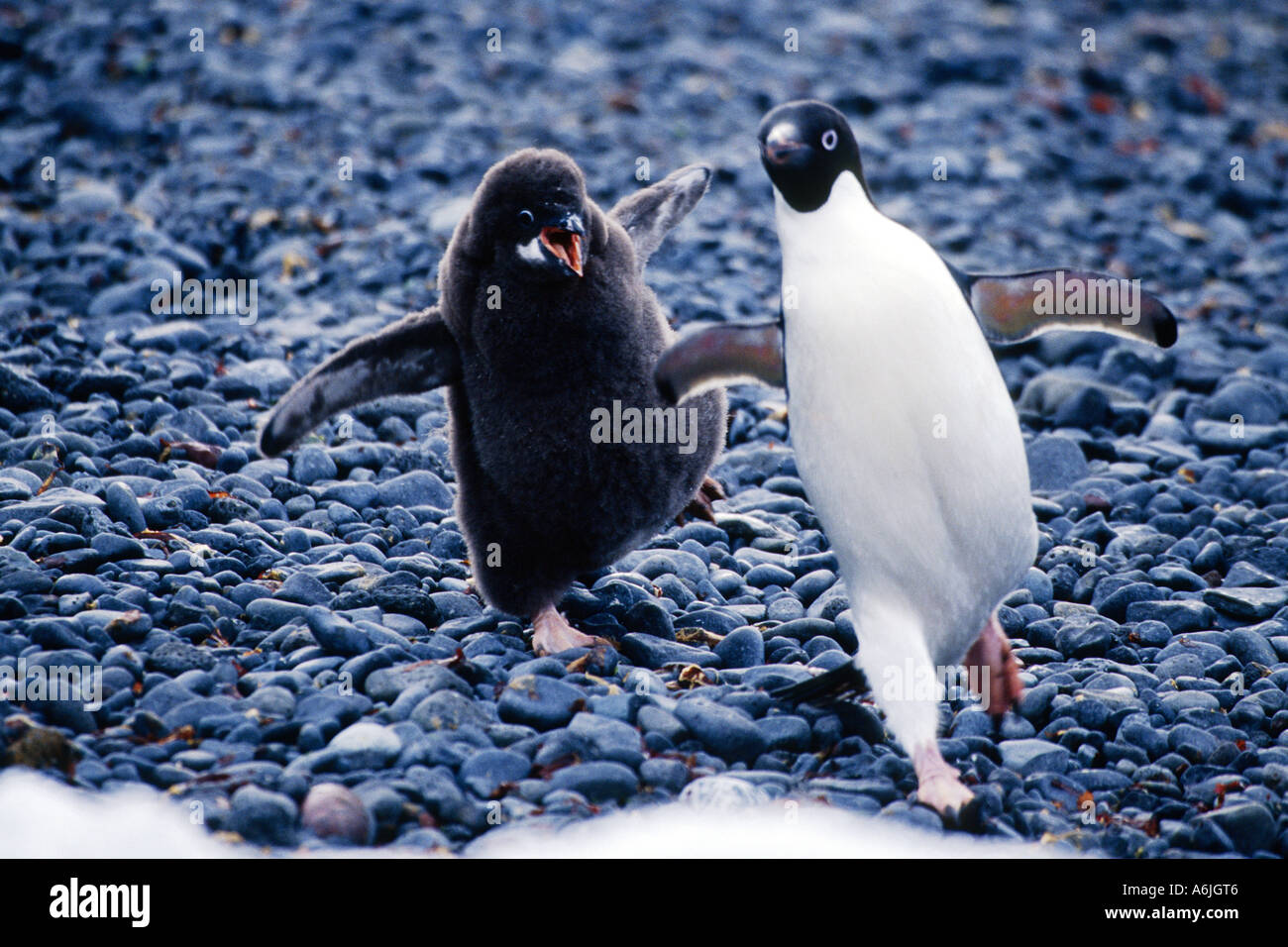 Screaming Penguin High Resolution Stock Photography and Images - Alamy