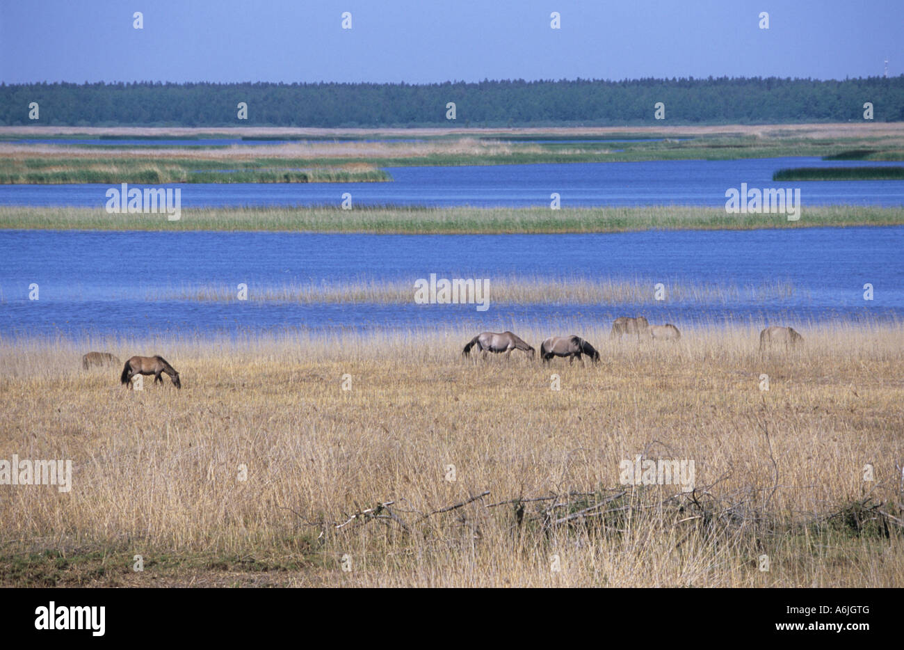 Engure lake area landscape Stock Photo - Alamy