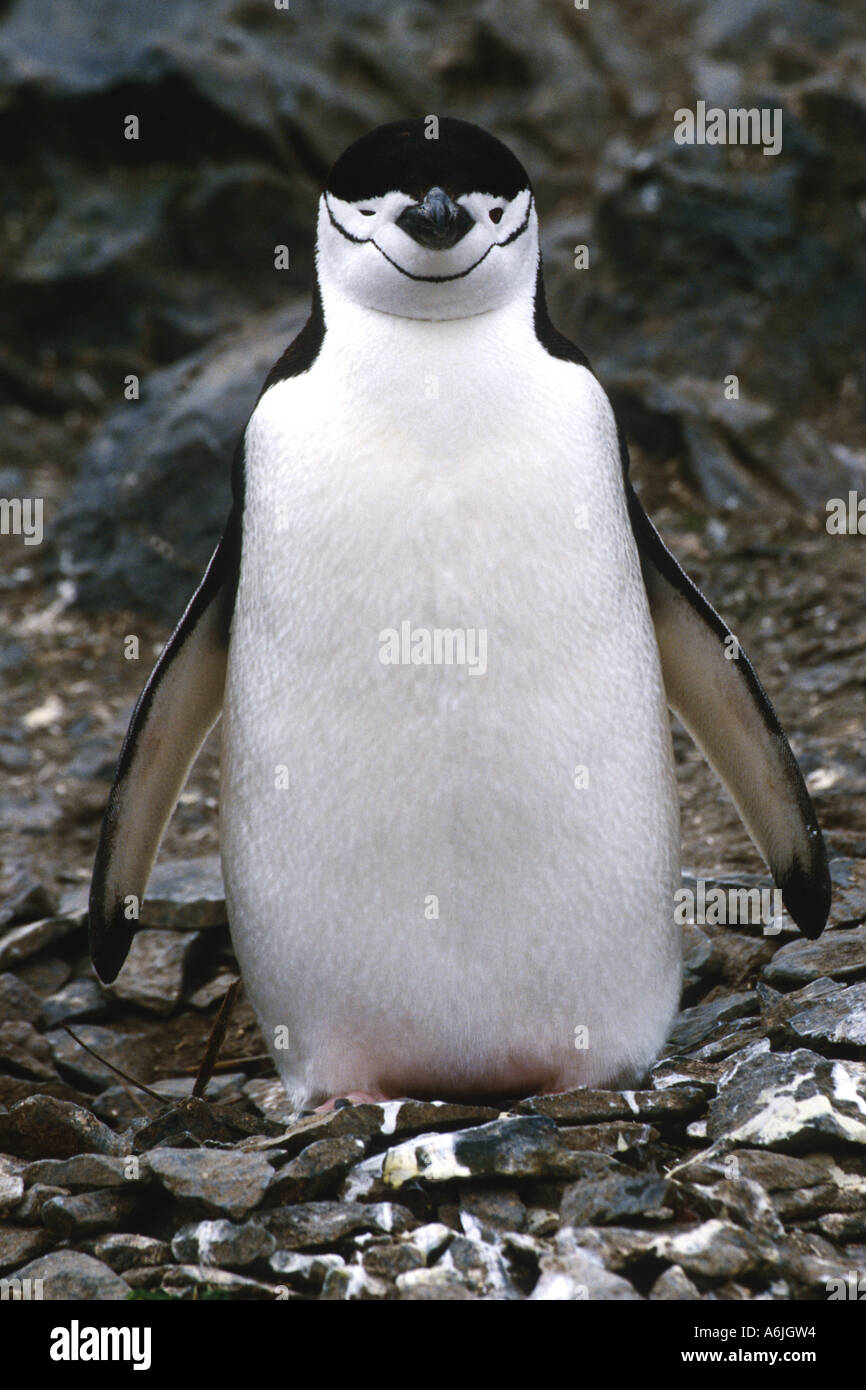 Weird penguins hi-res stock photography and images - Alamy