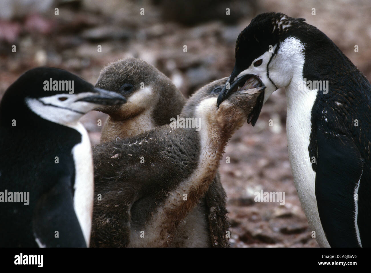 Chinstrap penguins and their young hi-res stock photography and images ...