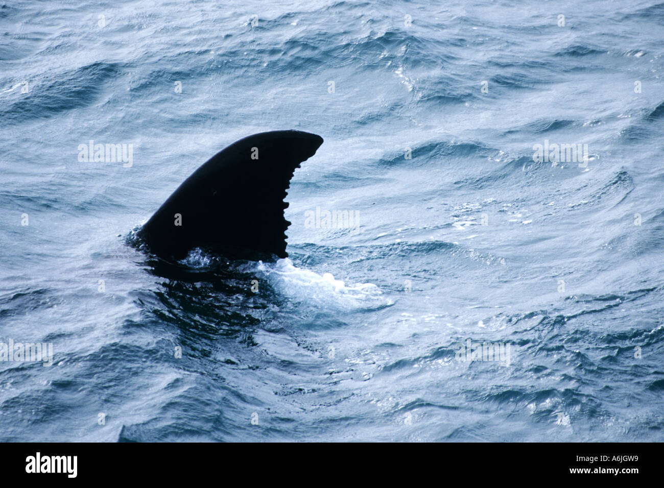 humpback whale (Megaptera novaeangliae), dorsal fin of one animal ...