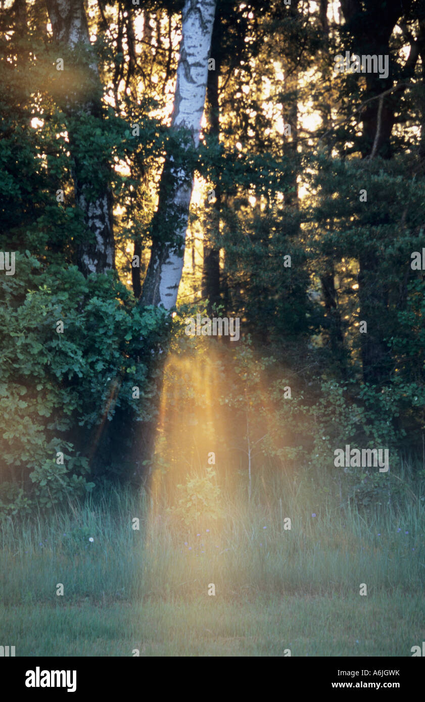 Sunlight diffraction in forest Stock Photo - Alamy