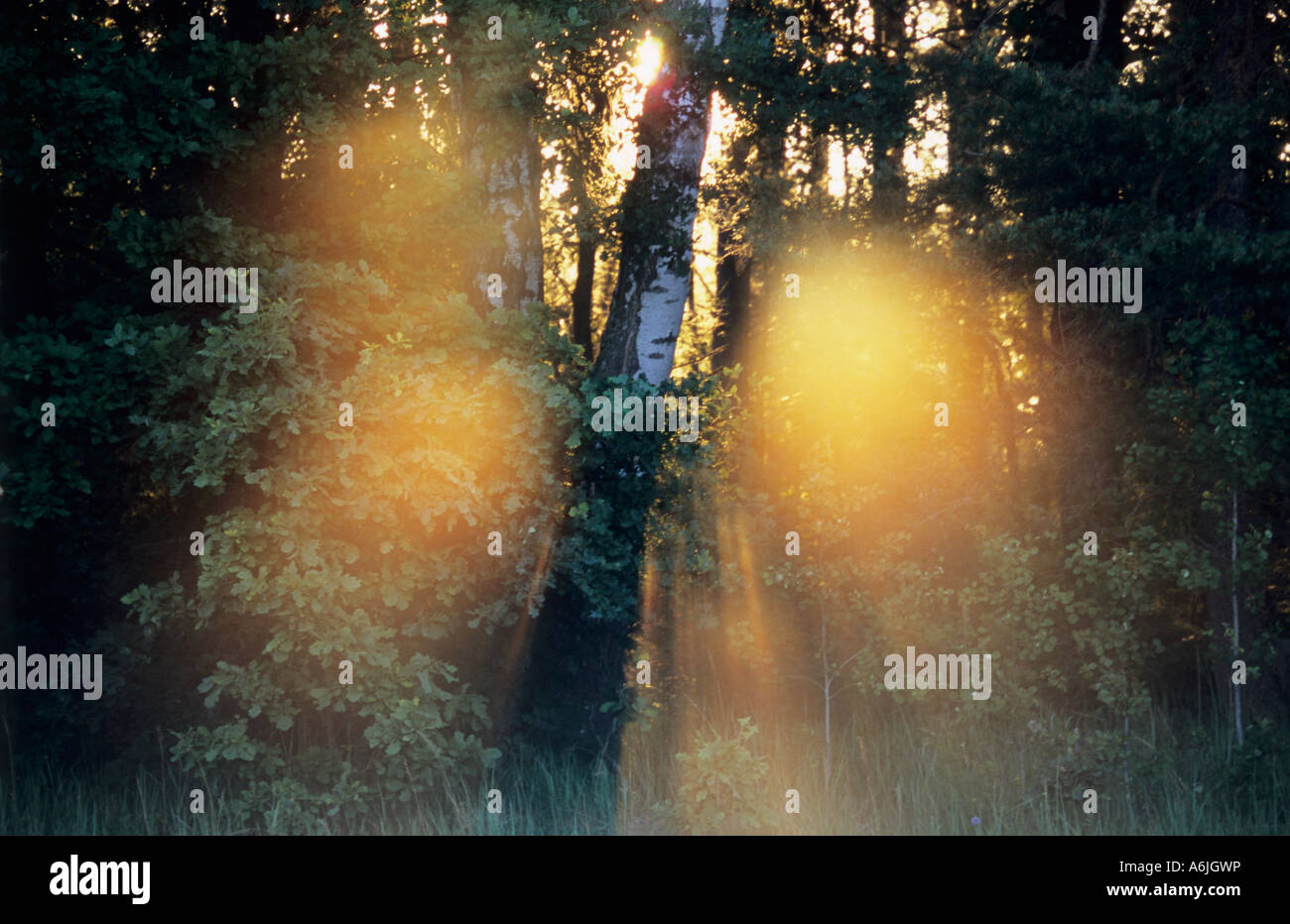 Sunlight diffraction in forest Stock Photo - Alamy