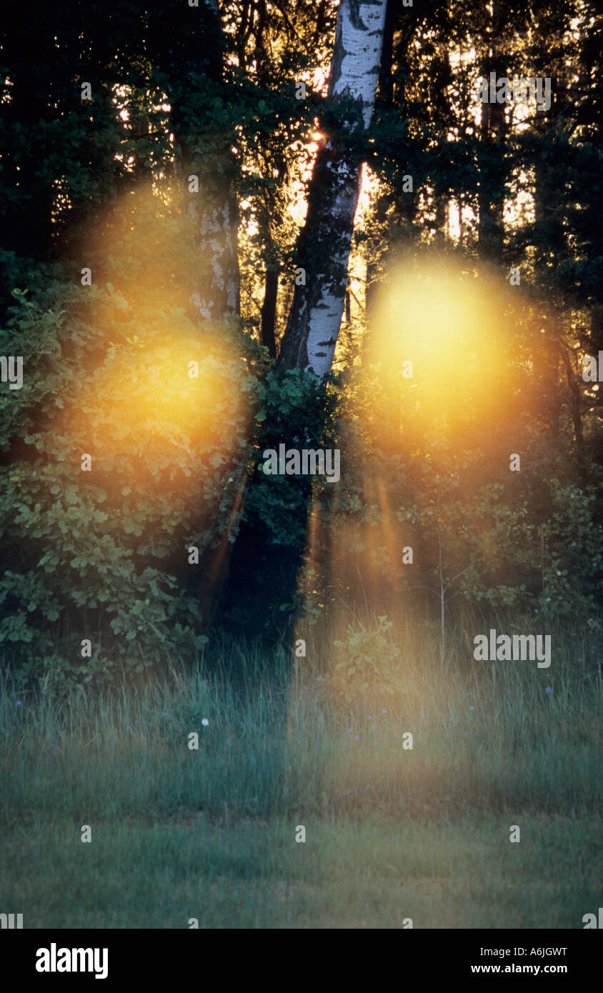 Sunlight diffraction in forest Stock Photo - Alamy