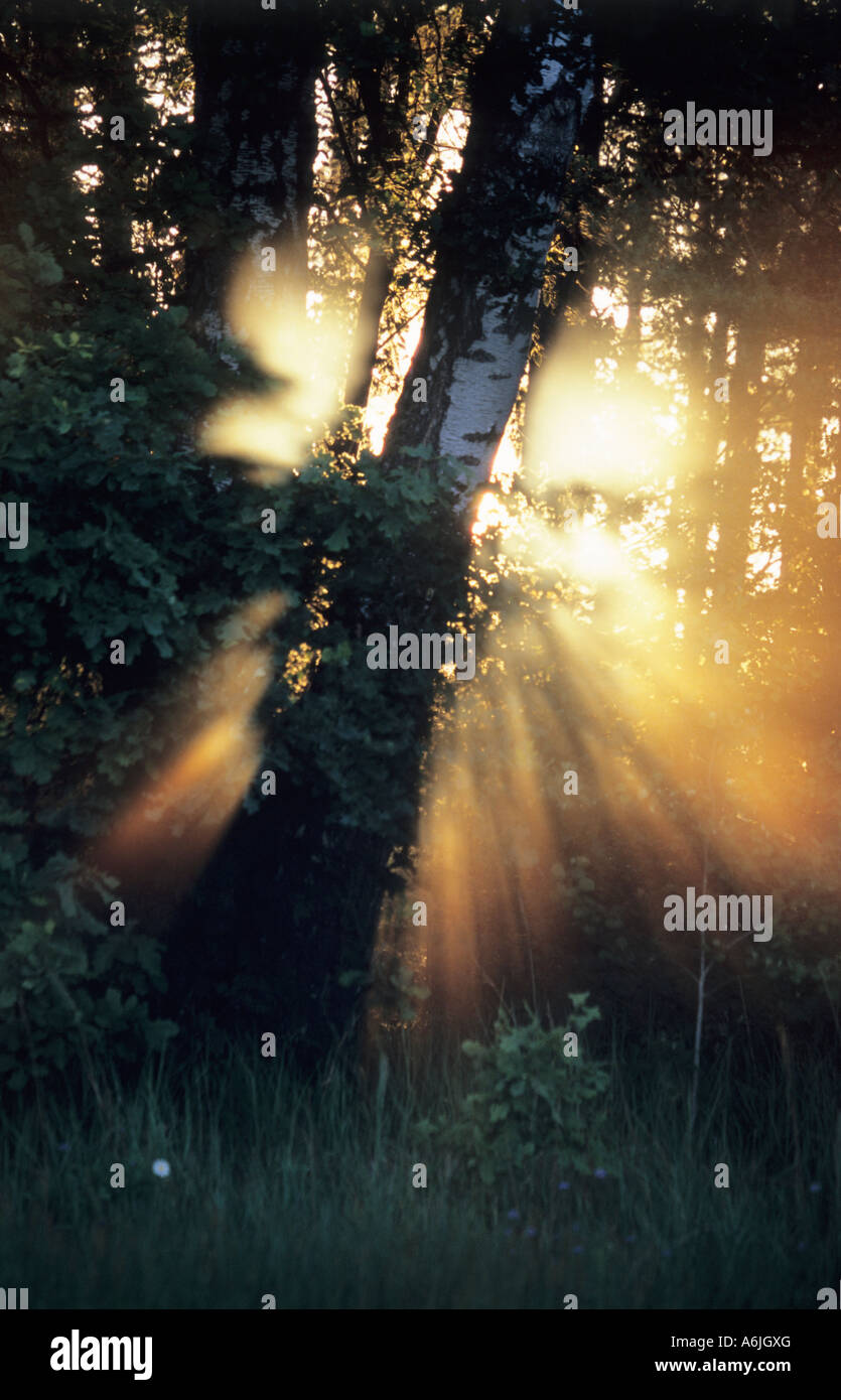 Sunlight diffraction in forest hi-res stock photography and images - Alamy