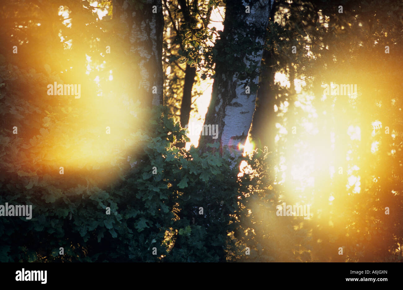 Sunlight diffraction in forest Stock Photo - Alamy