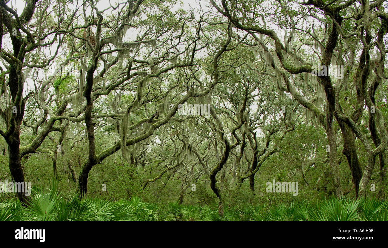 live oak forest on cumberland island georgia usa Stock Photo - Alamy