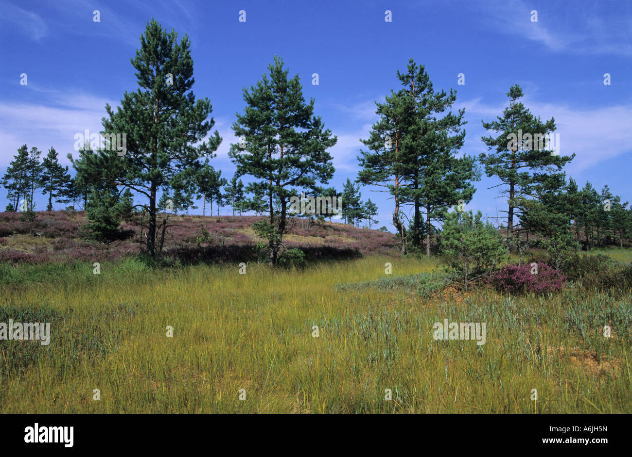 Bazu hi-res stock photography and images - Alamy