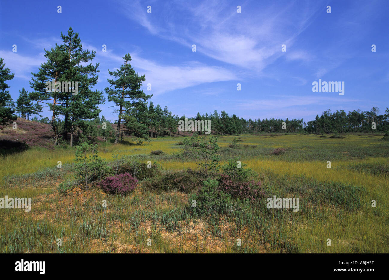 Bazu hi-res stock photography and images - Alamy