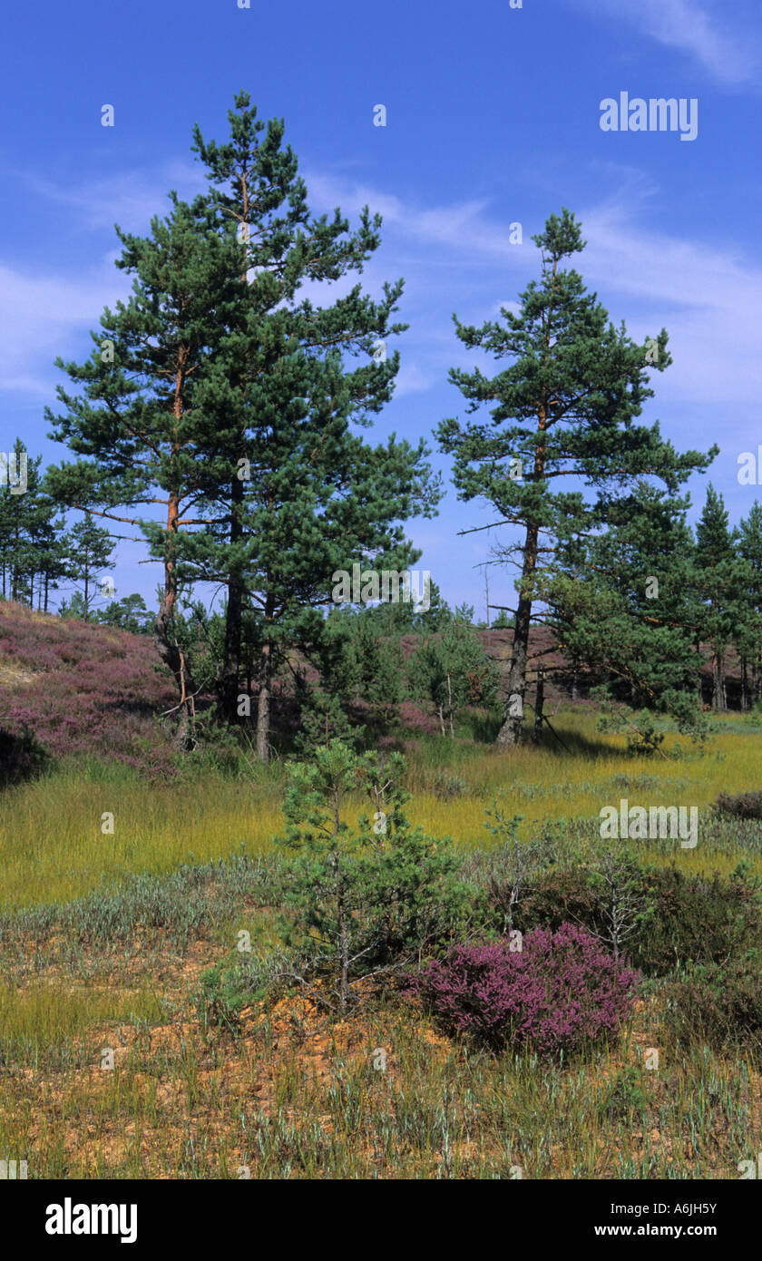 Bazu hi-res stock photography and images - Alamy