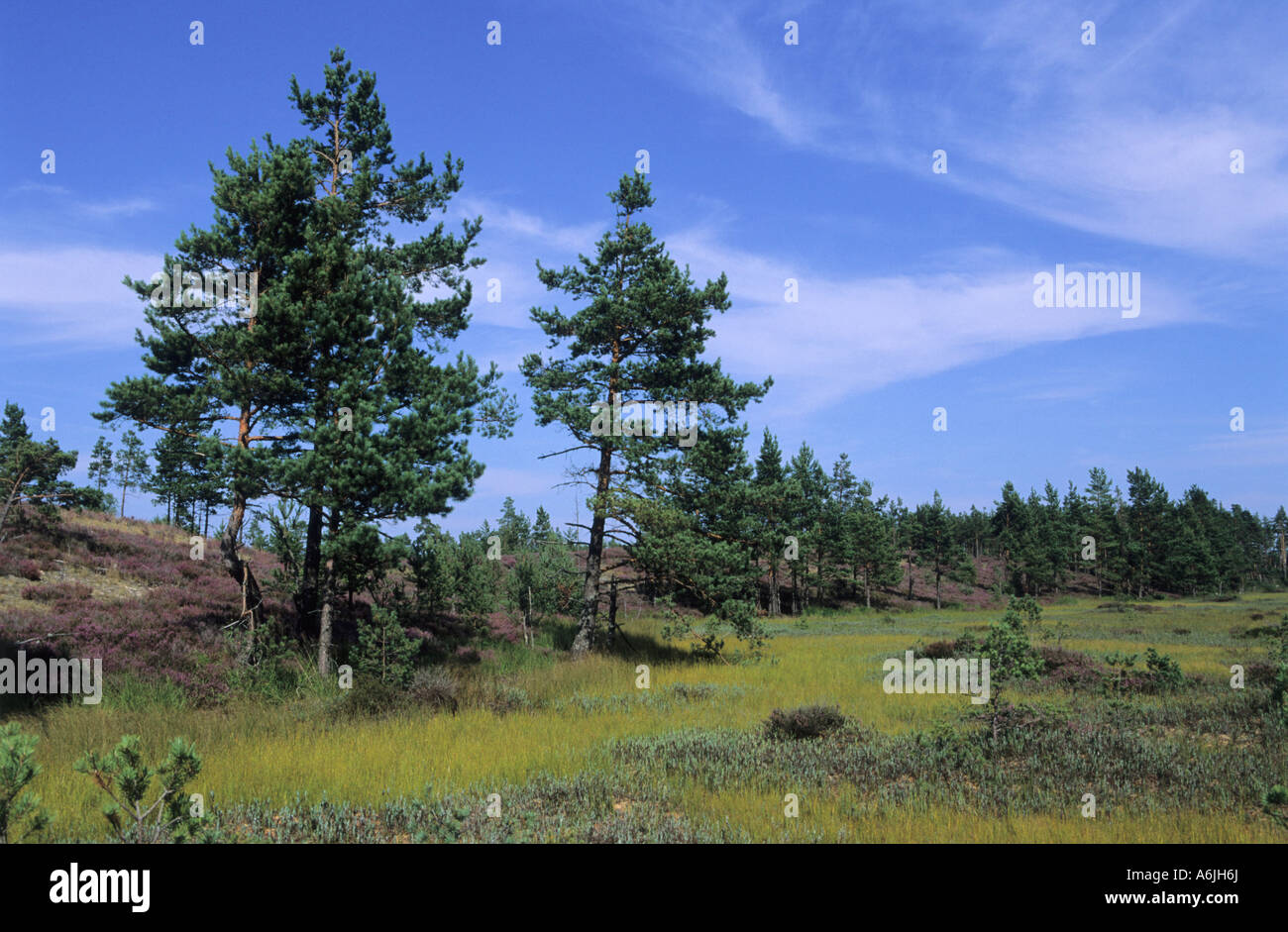 Bazu hi-res stock photography and images - Alamy