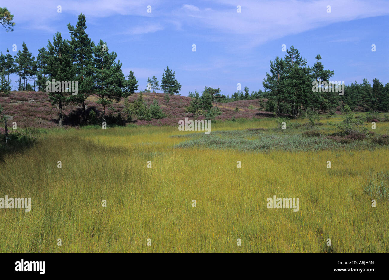 Bazu hi-res stock photography and images - Alamy