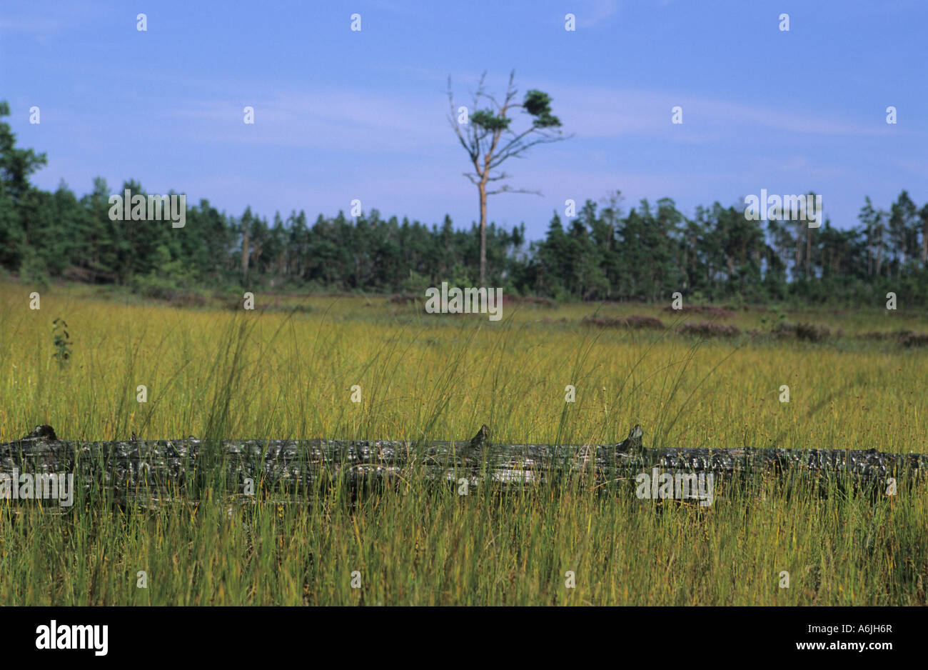 Bazu hi-res stock photography and images - Alamy