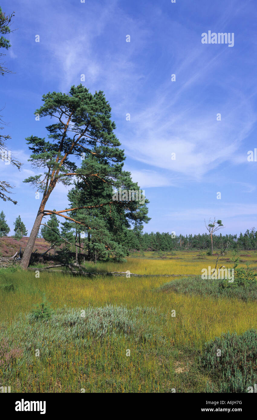 Bazu hi-res stock photography and images - Alamy