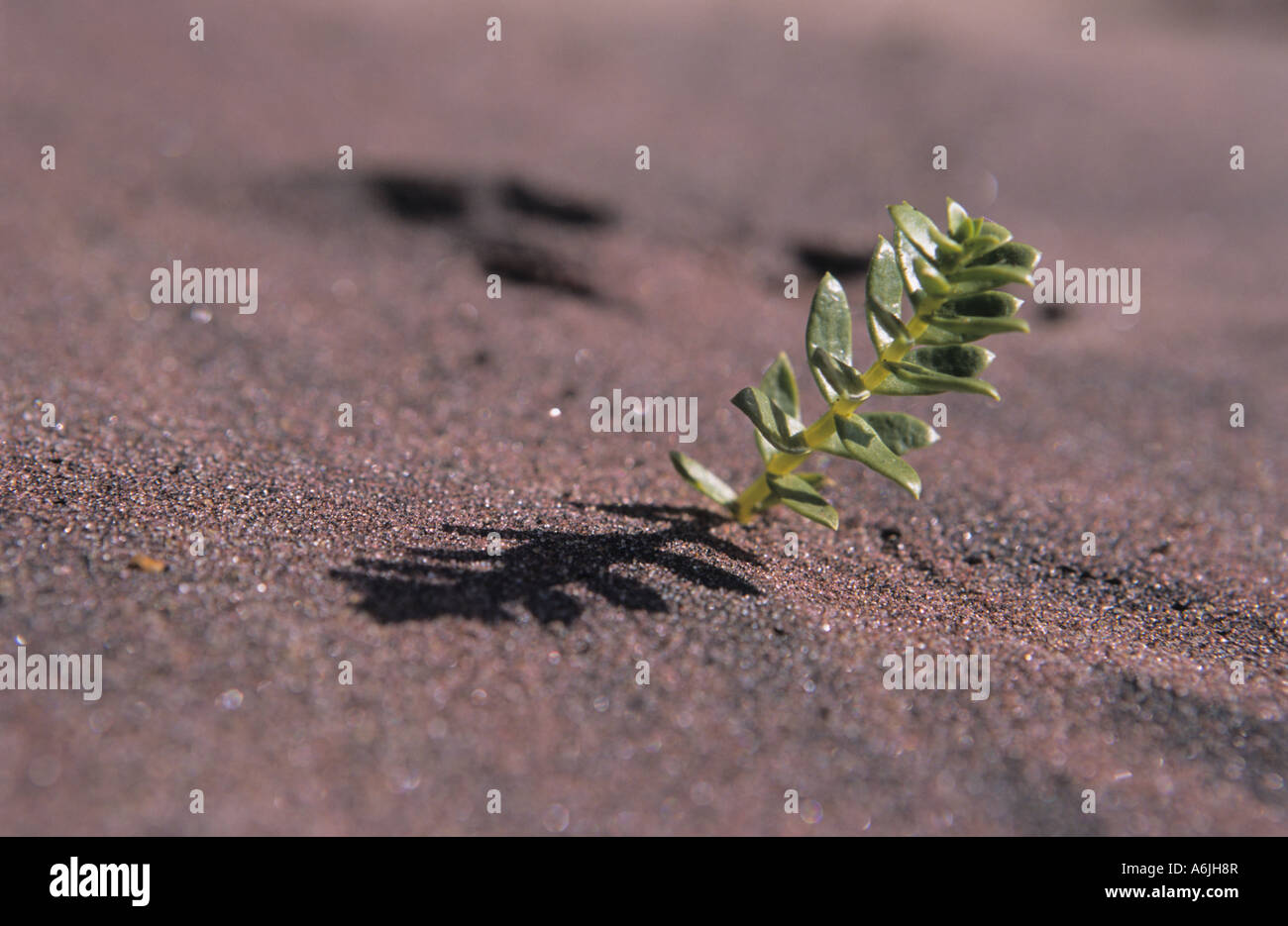Arenaceous hi-res stock photography and images - Alamy